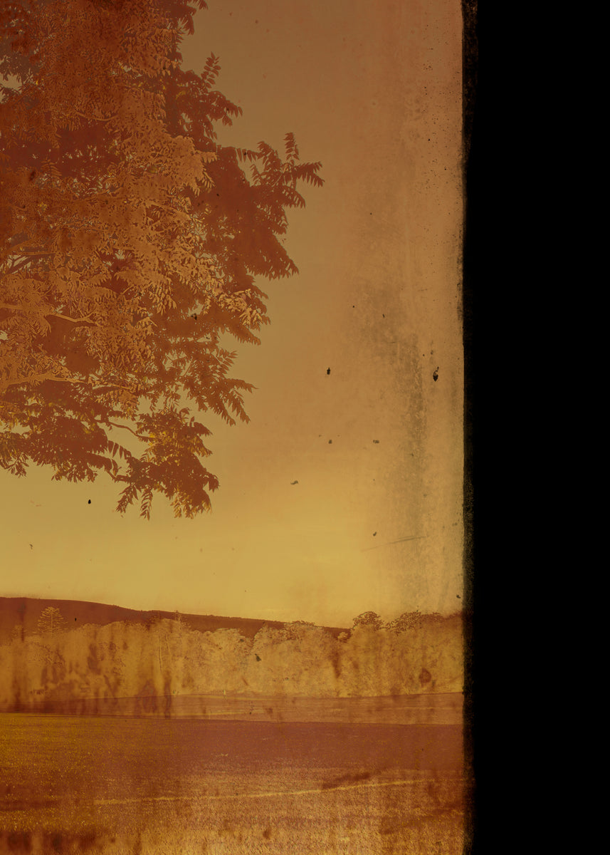 Copper Tree Room Decor Frame | Copper Tree Art | Fine Art Photography ...